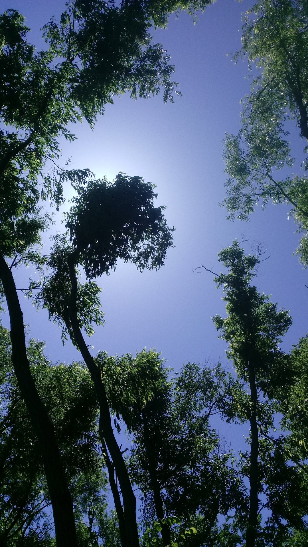 Nature Photography, Tall Trees With Halo Effect From Sun, Digital Photo ...
