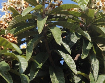 Pi Pa Ye Leaves - Etsy