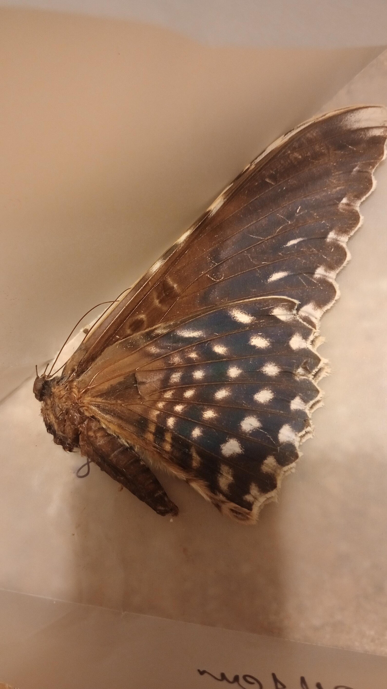 White Witch Moth Thysania Agrippina - Etsy