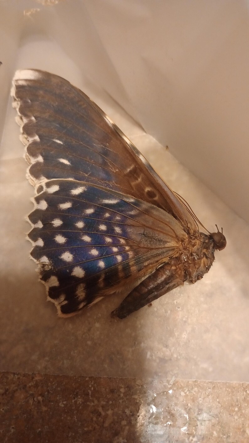 White Witch Moth Thysania Agrippina - Etsy