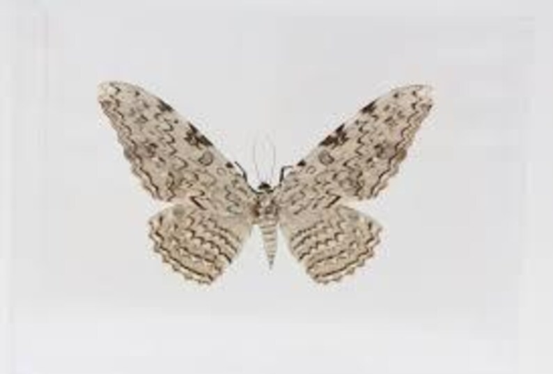 White Witch Moth Thysania Agrippina - Etsy