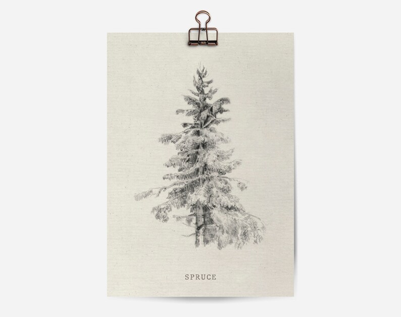 DIGITAL DOWNLOAD | Spruce Drawing | Antique Illustration of a Spruce ...