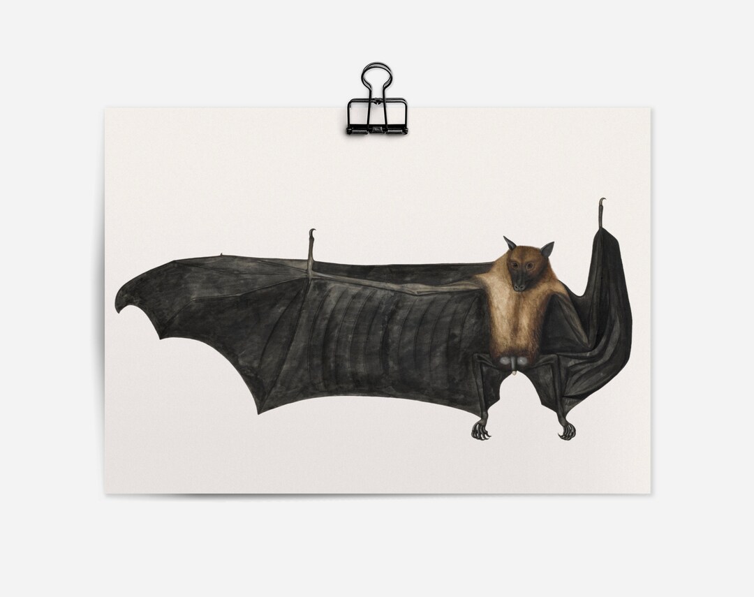 PRINTABLE DIGITAL DOWNLOAD Fruit Bat Drawing Antique Illustration ...