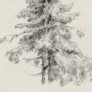 DIGITAL DOWNLOAD | Spruce Drawing | Antique Illustration of a Spruce ...
