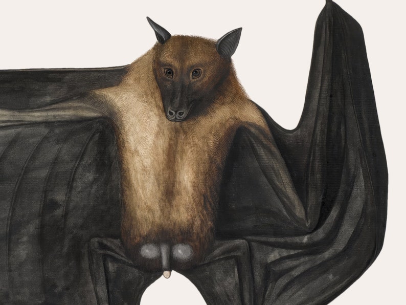 PRINTABLE DIGITAL DOWNLOAD Fruit Bat Drawing Antique Illustration ...