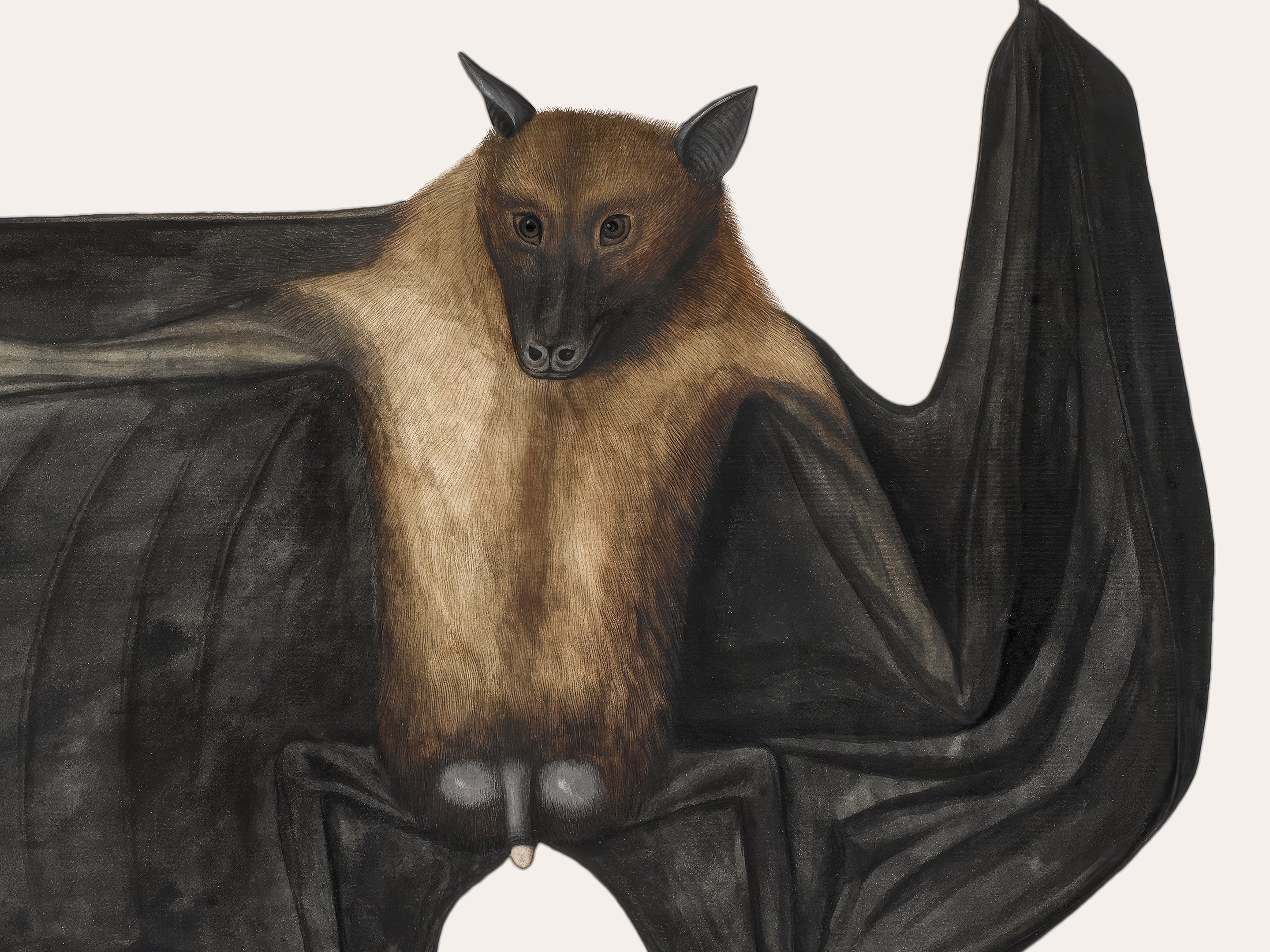 PRINTABLE DIGITAL DOWNLOAD Fruit Bat Drawing Antique Illustration ...