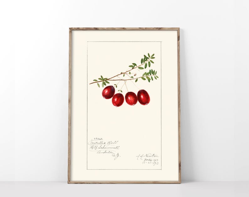 Cranberry Art Print, Vintage 1913 Illustration Poster, Antique ...