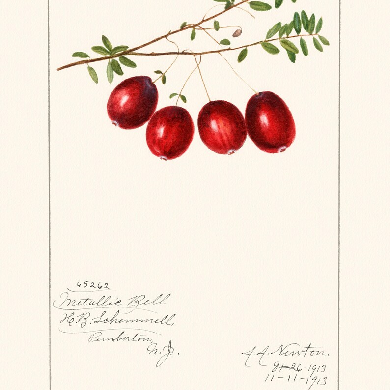 Cranberry Art Print, Vintage 1913 Illustration Poster, Antique ...