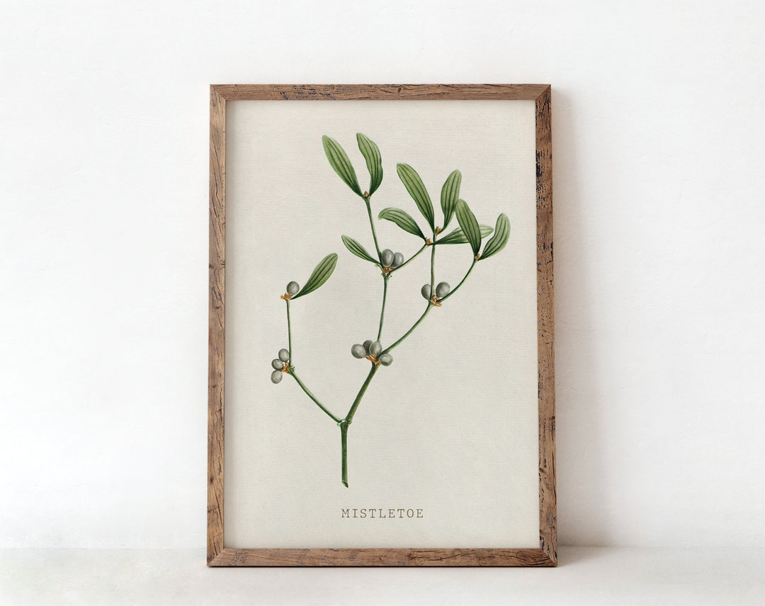 POSTER PRINTS | Mistletoe Drawing | Antique Scientific Illustration of ...