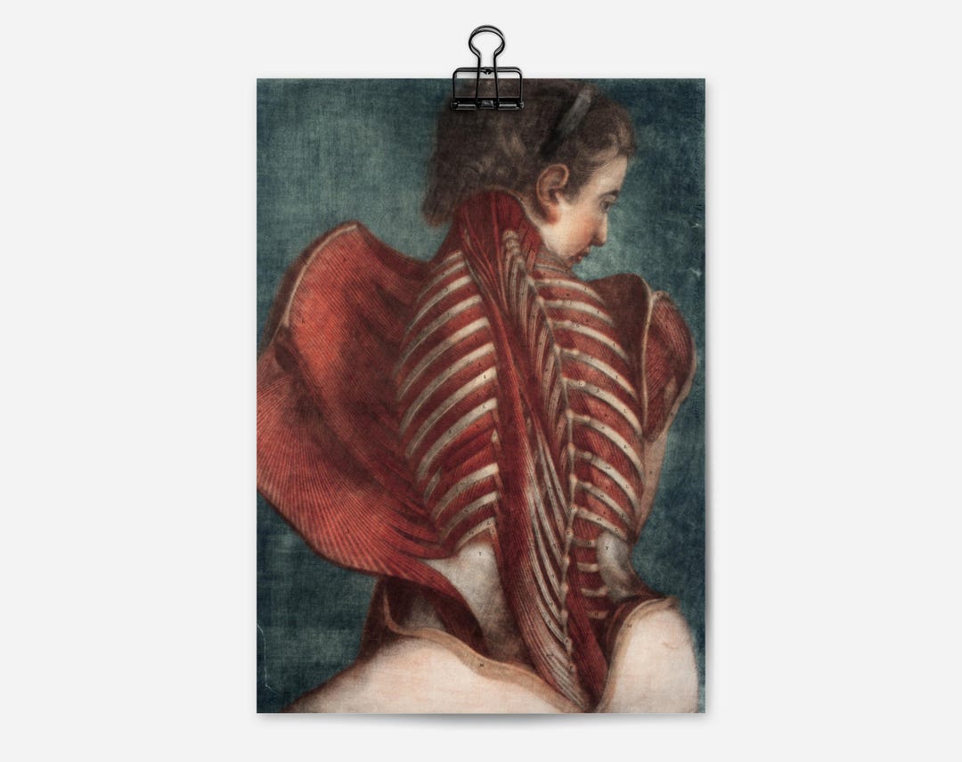 DIGITAL DOWNLOAD Anatomy of the Back, 1746 Antique Painting of Back ...
