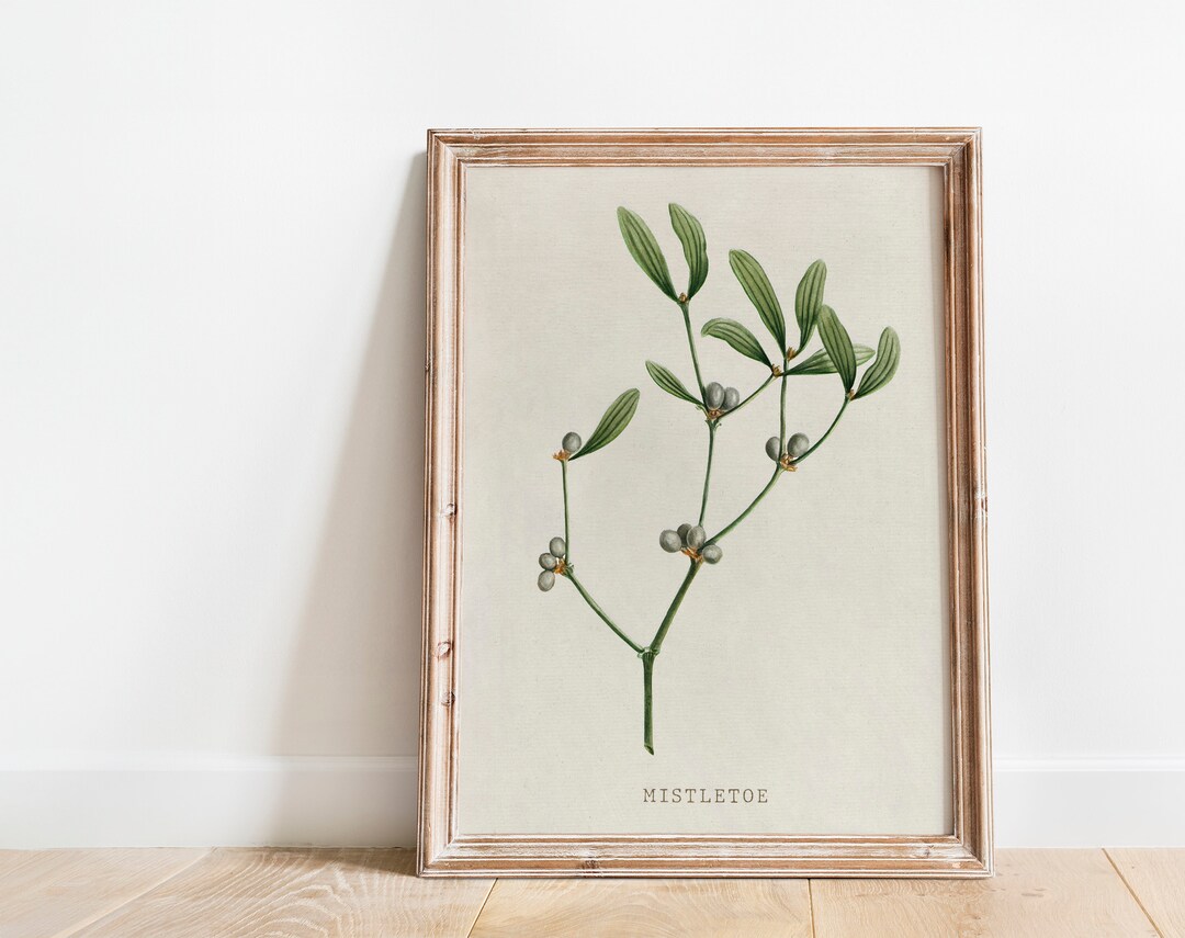 DIGITAL DOWNLOAD | Mistletoe Drawing | Antique Scientific Illustration ...