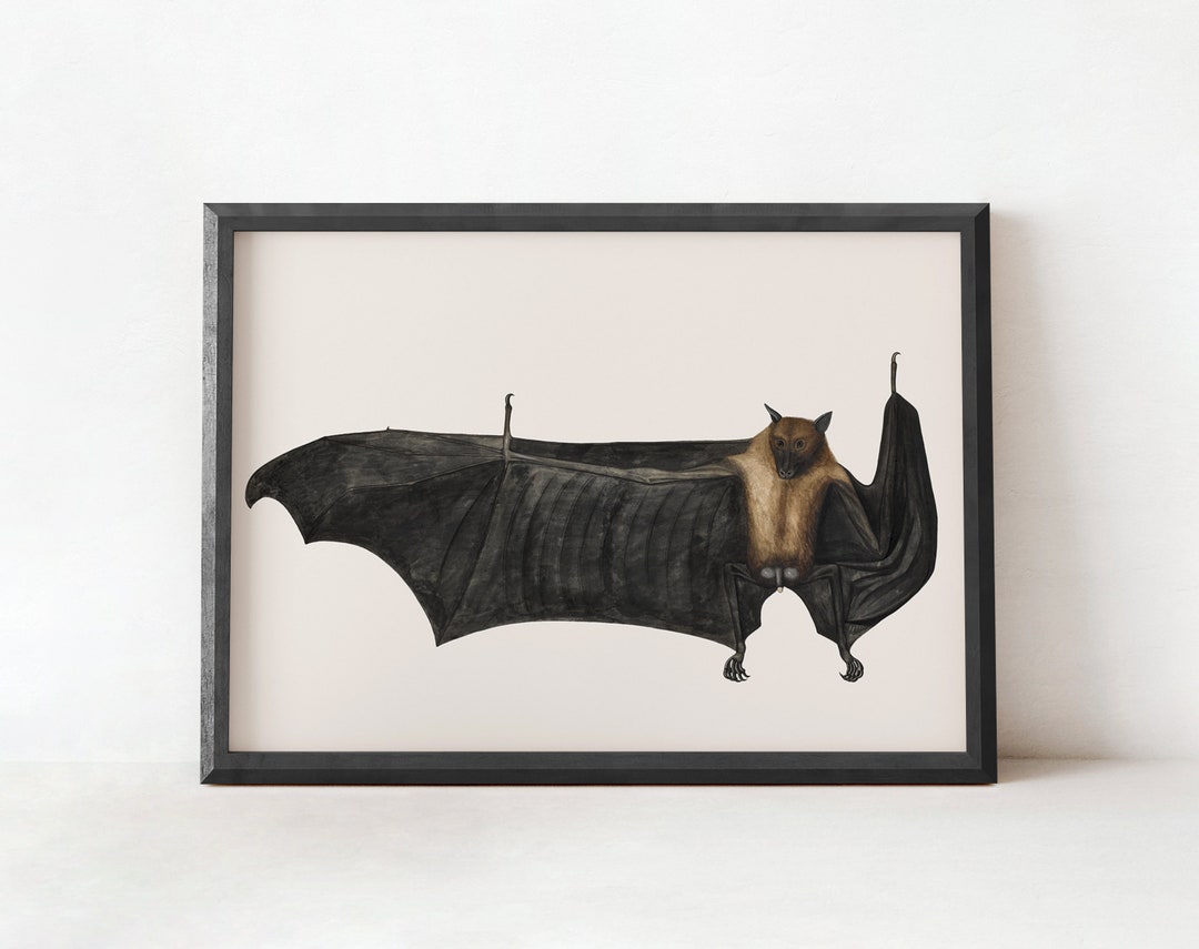 POSTER PRINTS Fruit Bat Drawing Antique Illustration Megabat Flying Fox ...