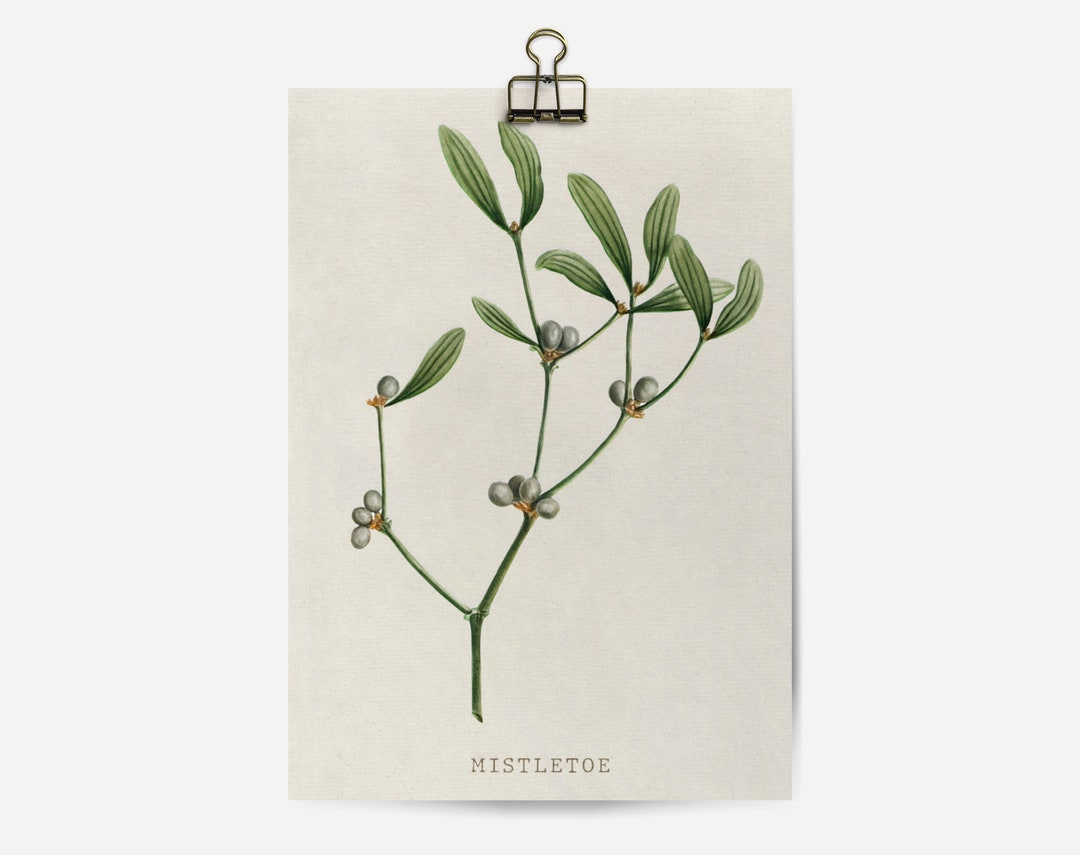 DIGITAL DOWNLOAD | Mistletoe Drawing | Antique Scientific Illustration ...