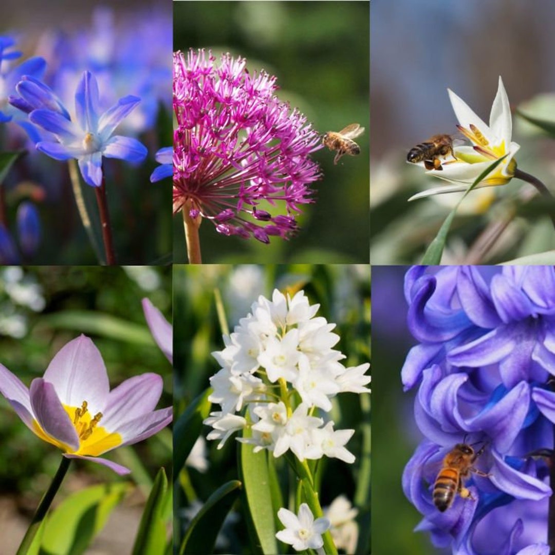 A Pollinators Feast Organic Spring Bulb Collection 54 Pcs - Etsy