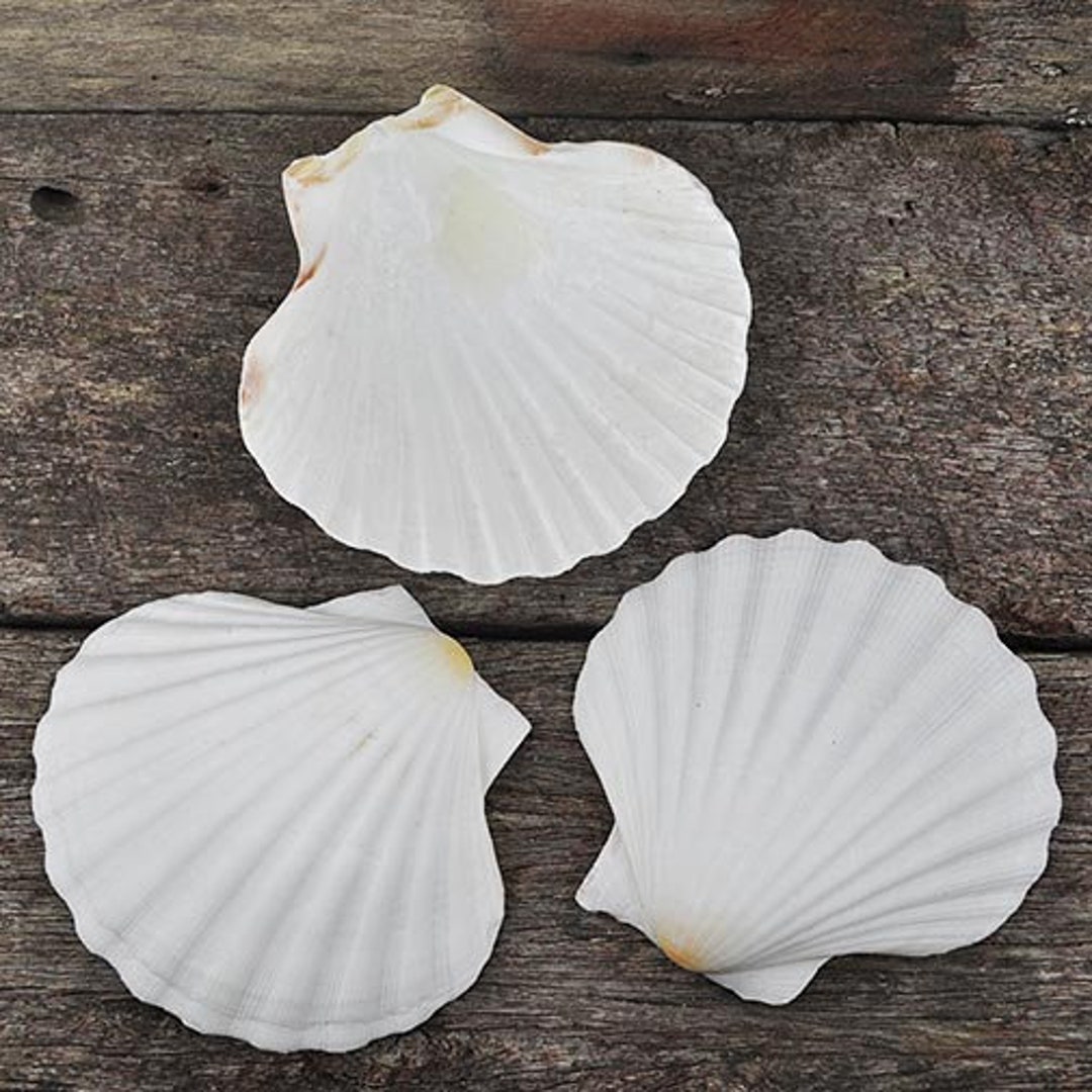 Pecten Maximus white Scallop Deep Half - Etsy