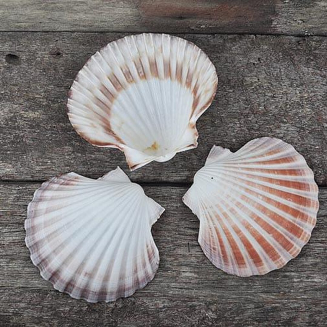 Australian Scallop (pecten Fumatus) Deep Half - Etsy Australia