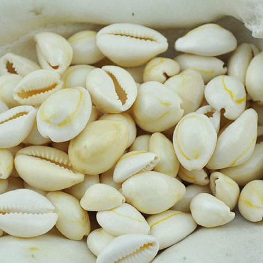 Cypraea Annulus Cream White 10 Pack - Etsy Australia
