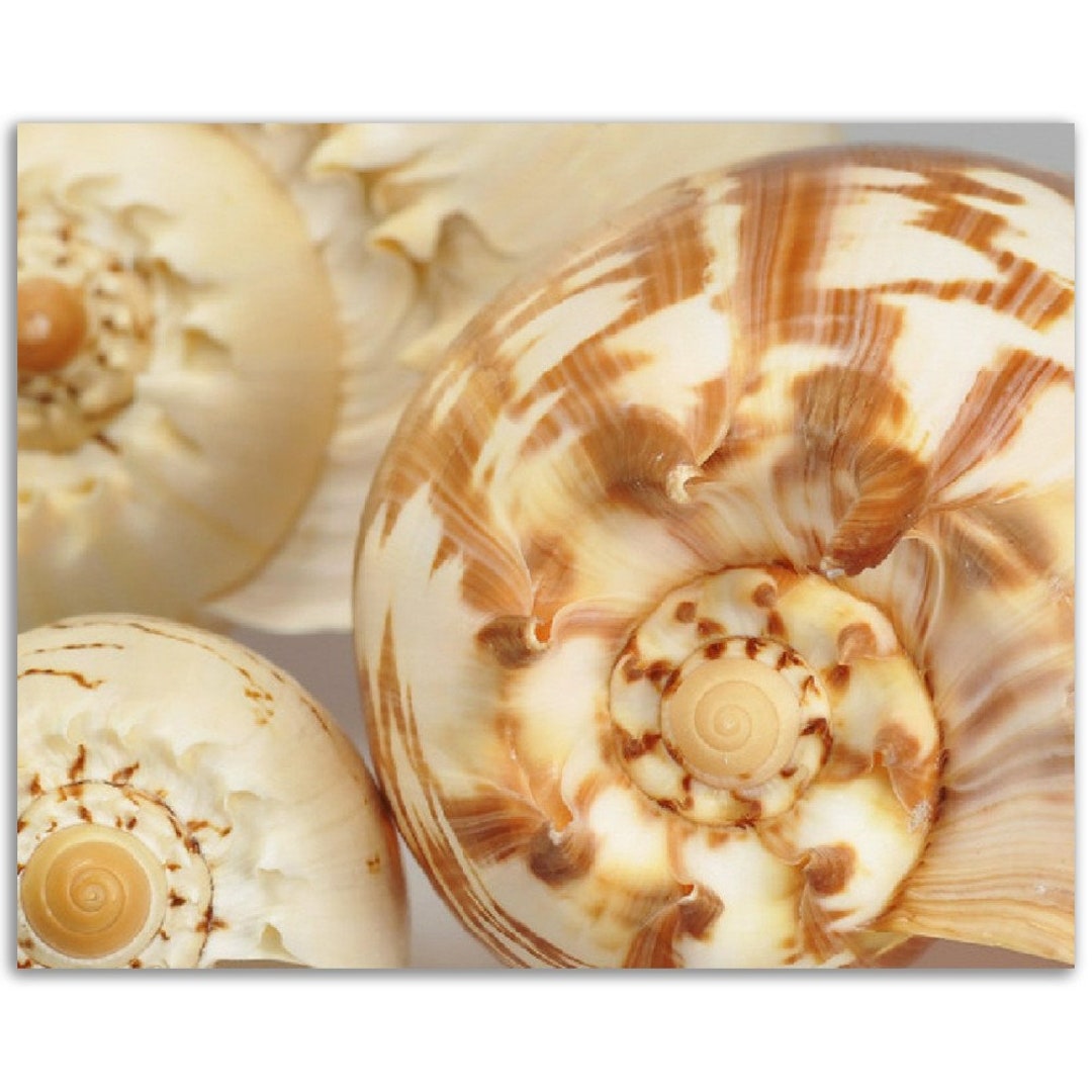 Melo Shells Wall Art Print on Premium Museum-quality Matte Paper - Etsy