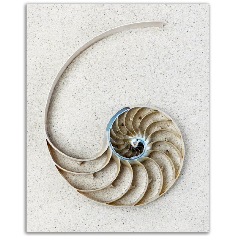 Nautilus Shell Wall Art Print on Premium Museum-quality Matte Paper ...