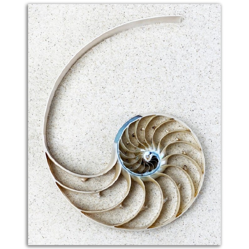 Nautilus Shell Wall Art Print on Classic Matte Paper Sand - Etsy