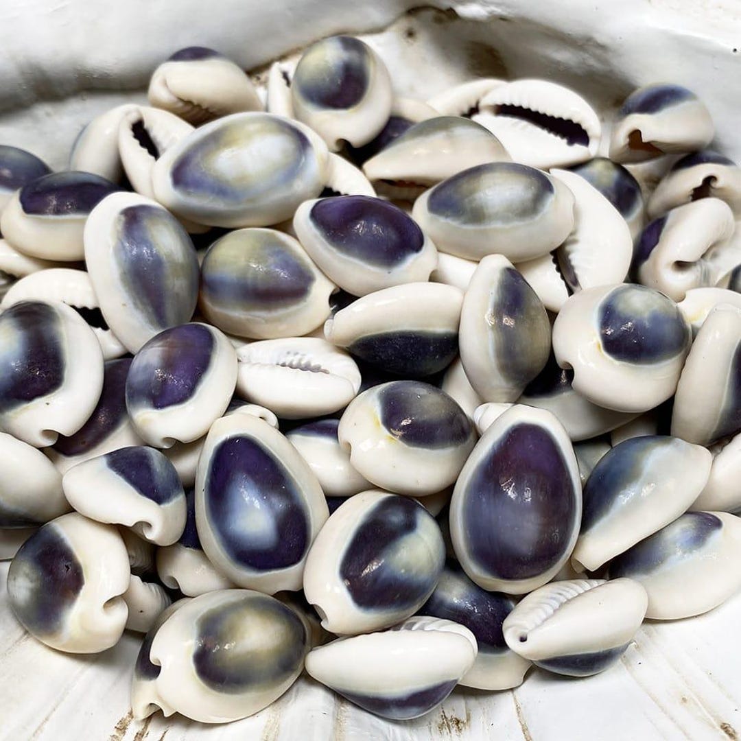 Cypraea Annulus Purple Top 10 Pack - Etsy