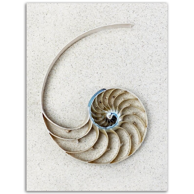 Nautilus Shell Wall Art Print on Premium Museum-quality Matte Paper ...