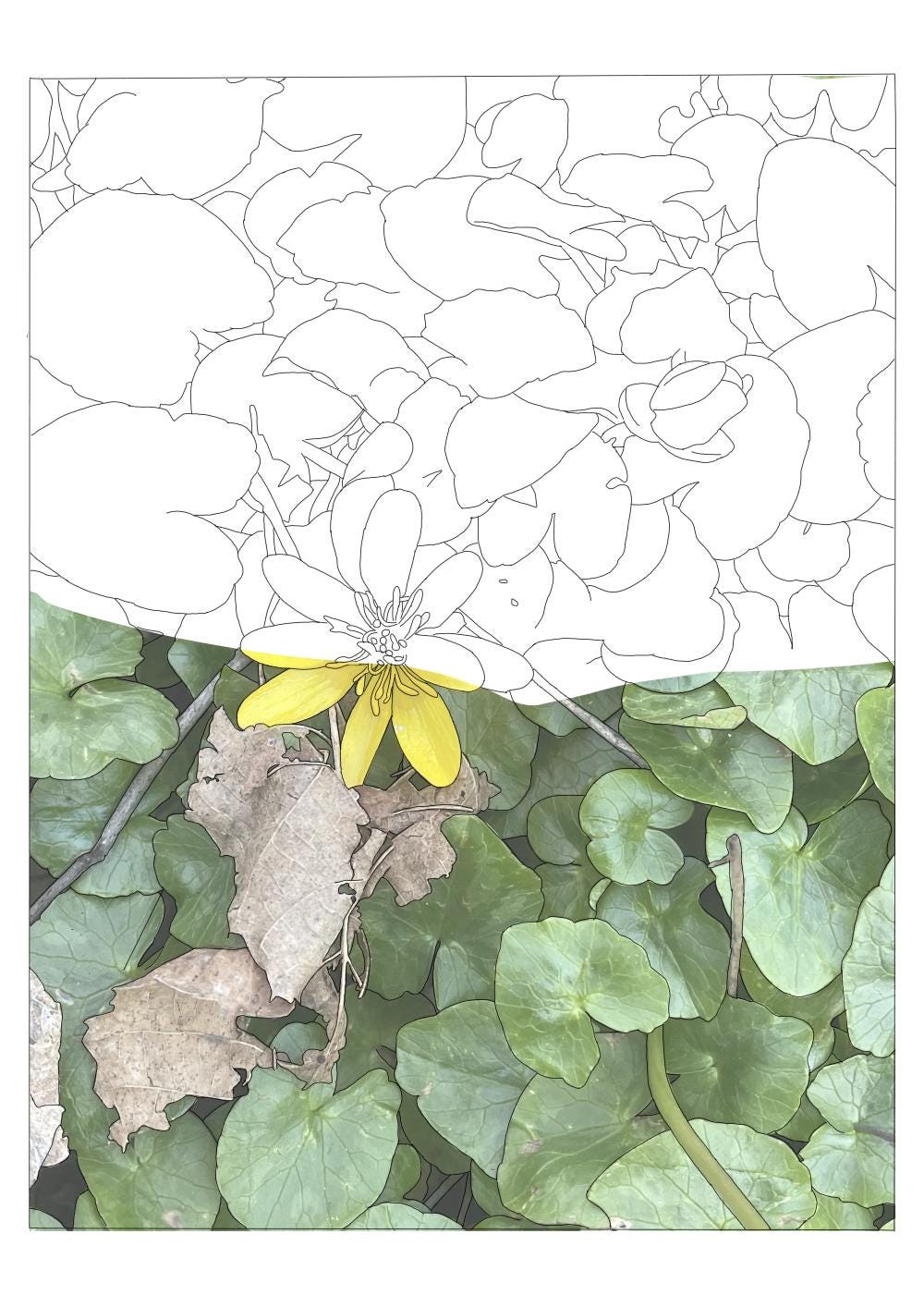 Lesser Celandine Coloring Page - Etsy
