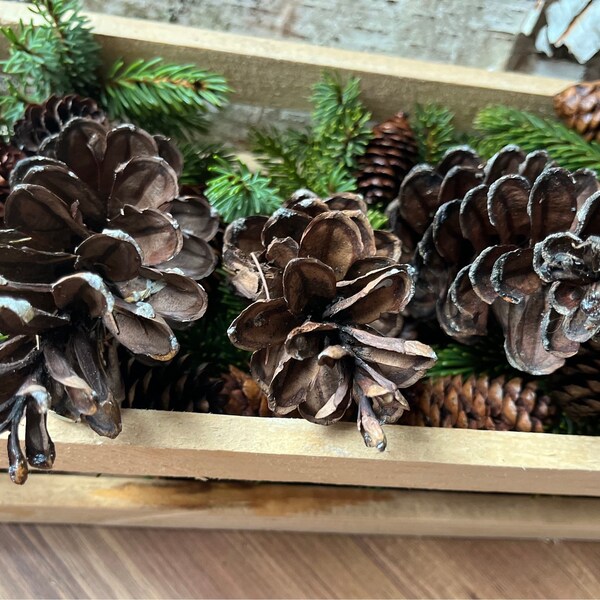 Pine Cones - Etsy