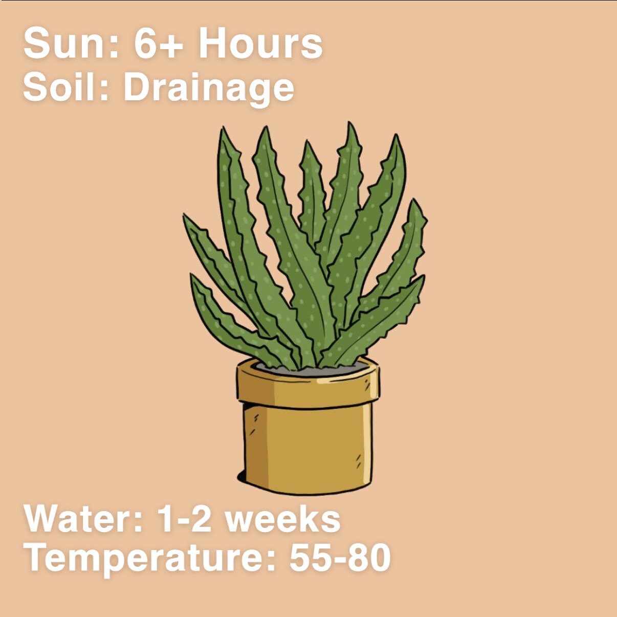 Aloe Vera Plant in Grunge Cottage Core Simple Minimalist Hand Painted ...