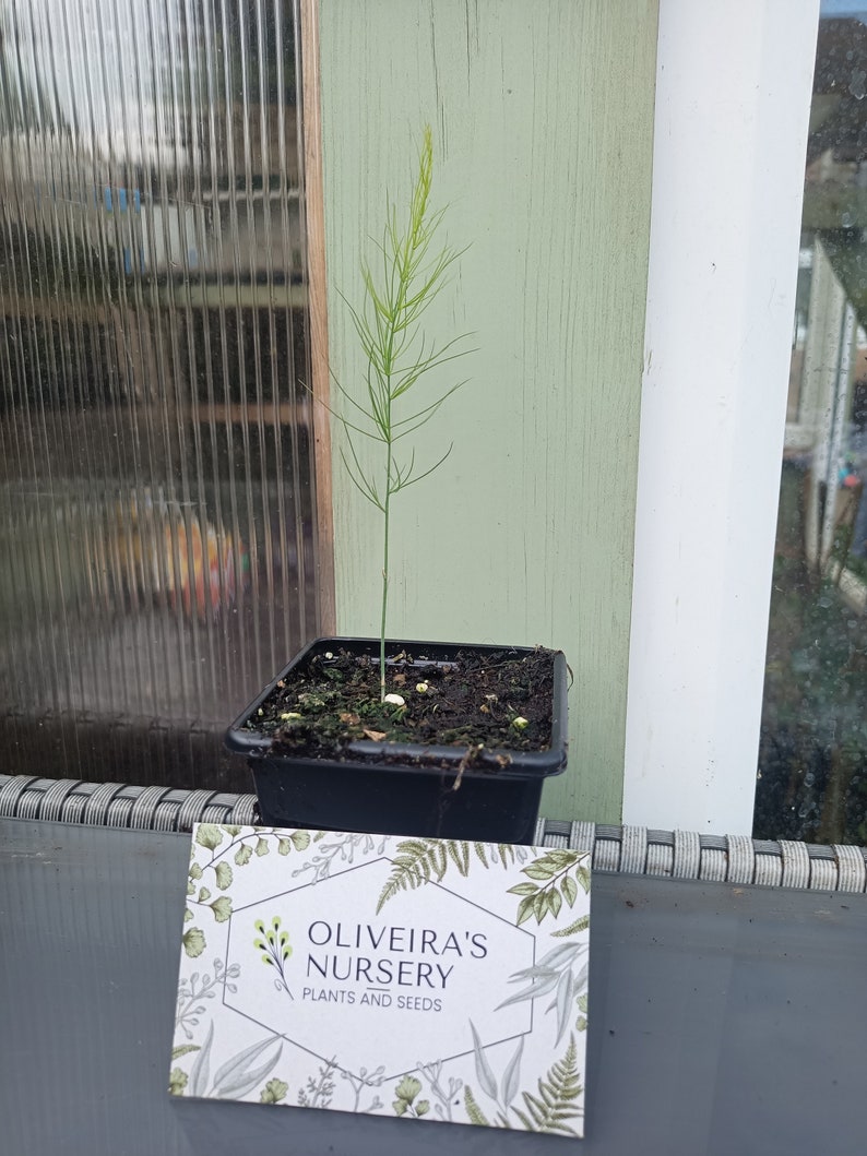 Asparagus Live Plants in 7cm Pots Ready to Plant Out! (connovers ...