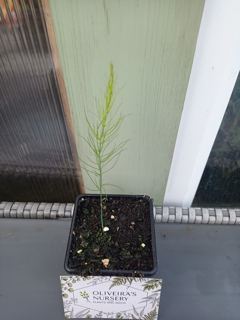 Asparagus Live Plants in 7cm Pots Ready to Plant Out! (connovers ...