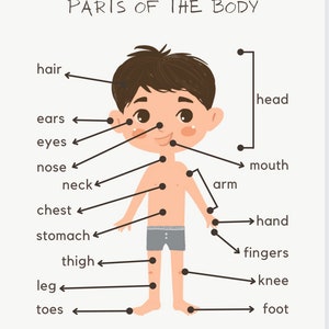 Parts of the Body Learning Posters, Toddler Anatomy, Toddler ...
