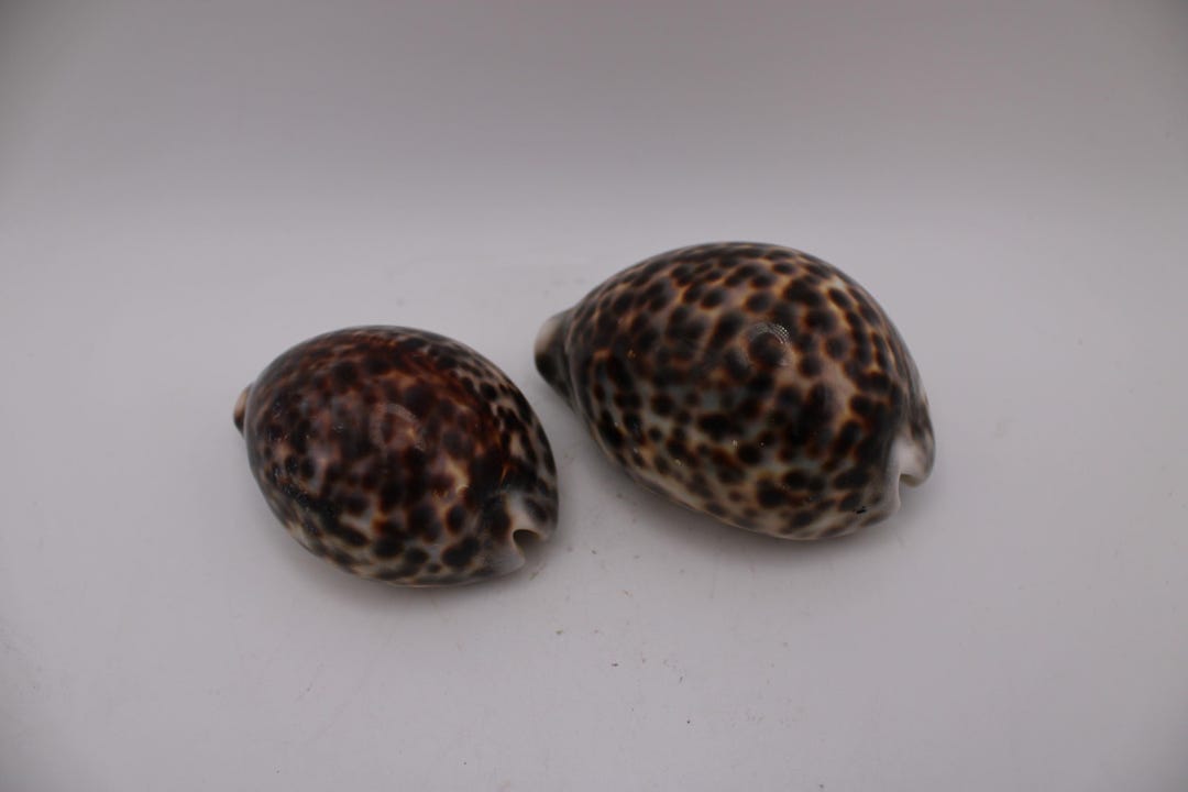 Two Tiger Cowrie Shells - Etsy