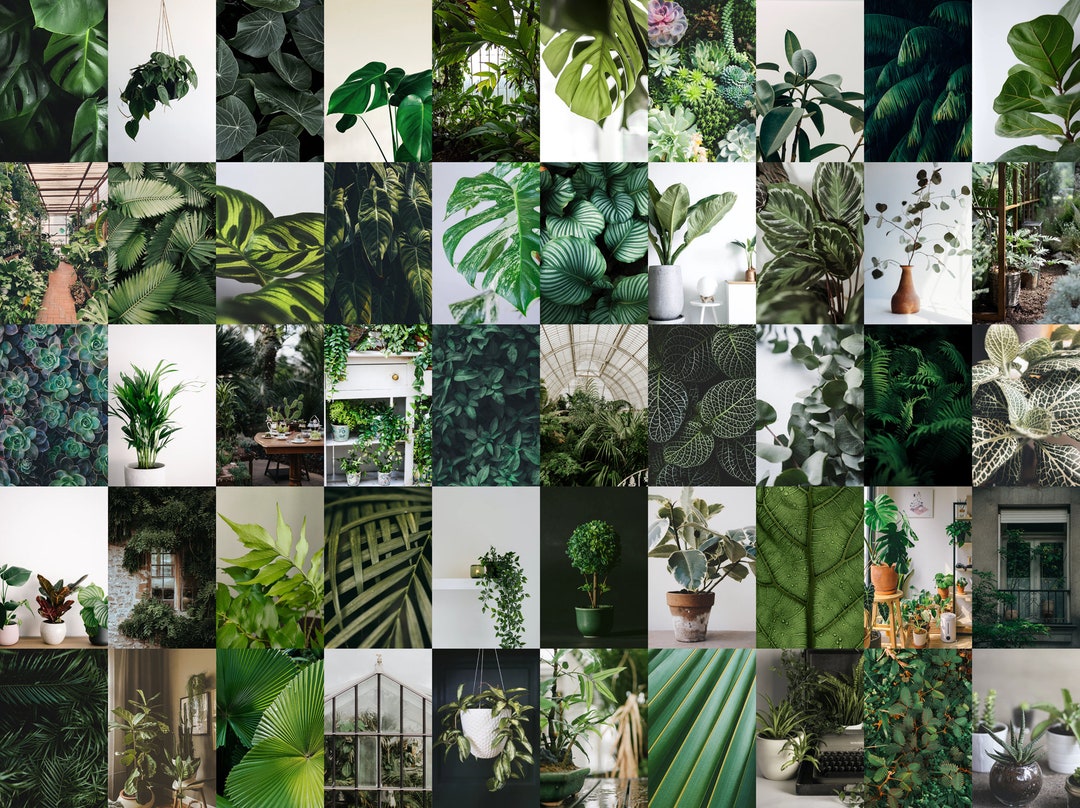 Houseplants Wall Collage, Printable Wall Collage, 50 Pieces, 4x6 Inch ...