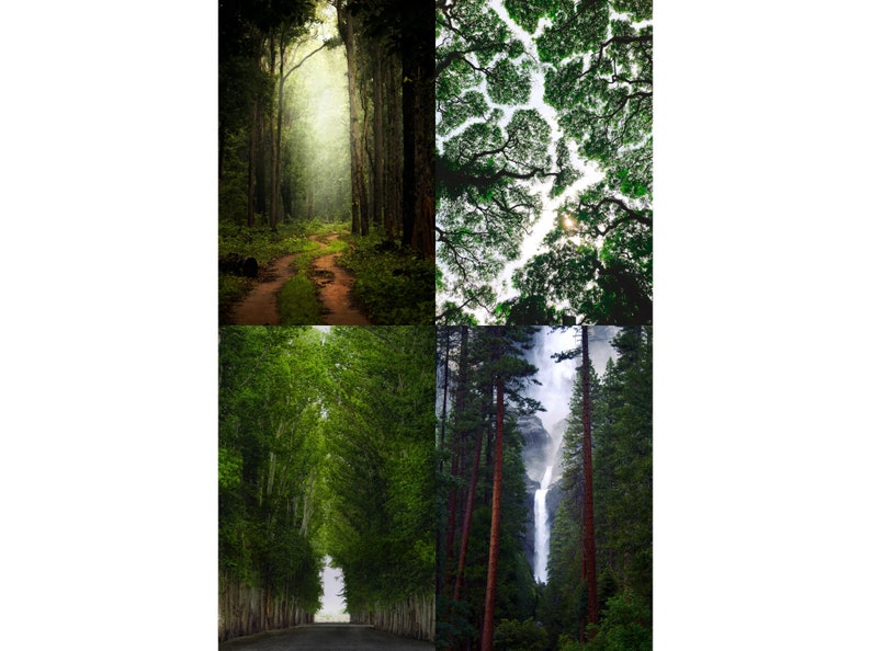 Collage de pared del bosque, collage de pared imprimible, 50 piezas ...