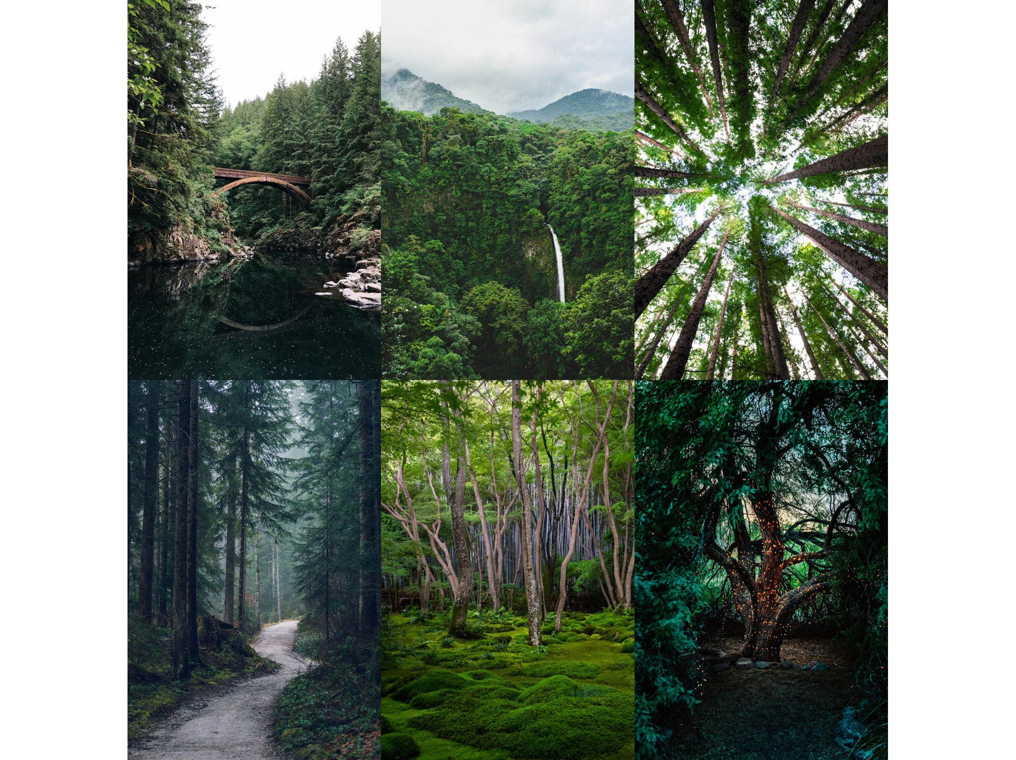 Forest Wall Collage, Printable Wall Collage, 50 Pieces, 4x6 Inch Images ...