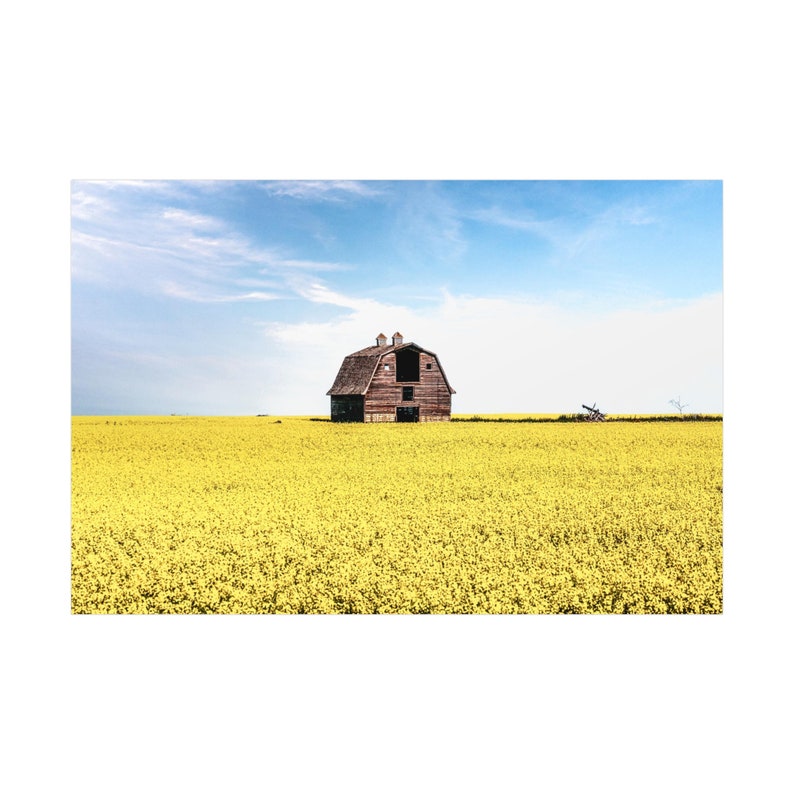 Prairie Gold: Lone Barn in Canola Field Distinctive Canadian Prairie ...