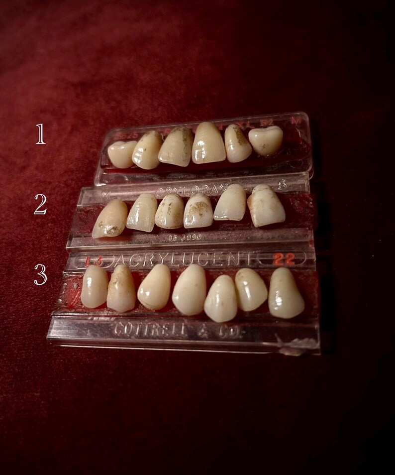 Gothic Dental Curio - Mid Century Denture Sample Human Teeth Set ...