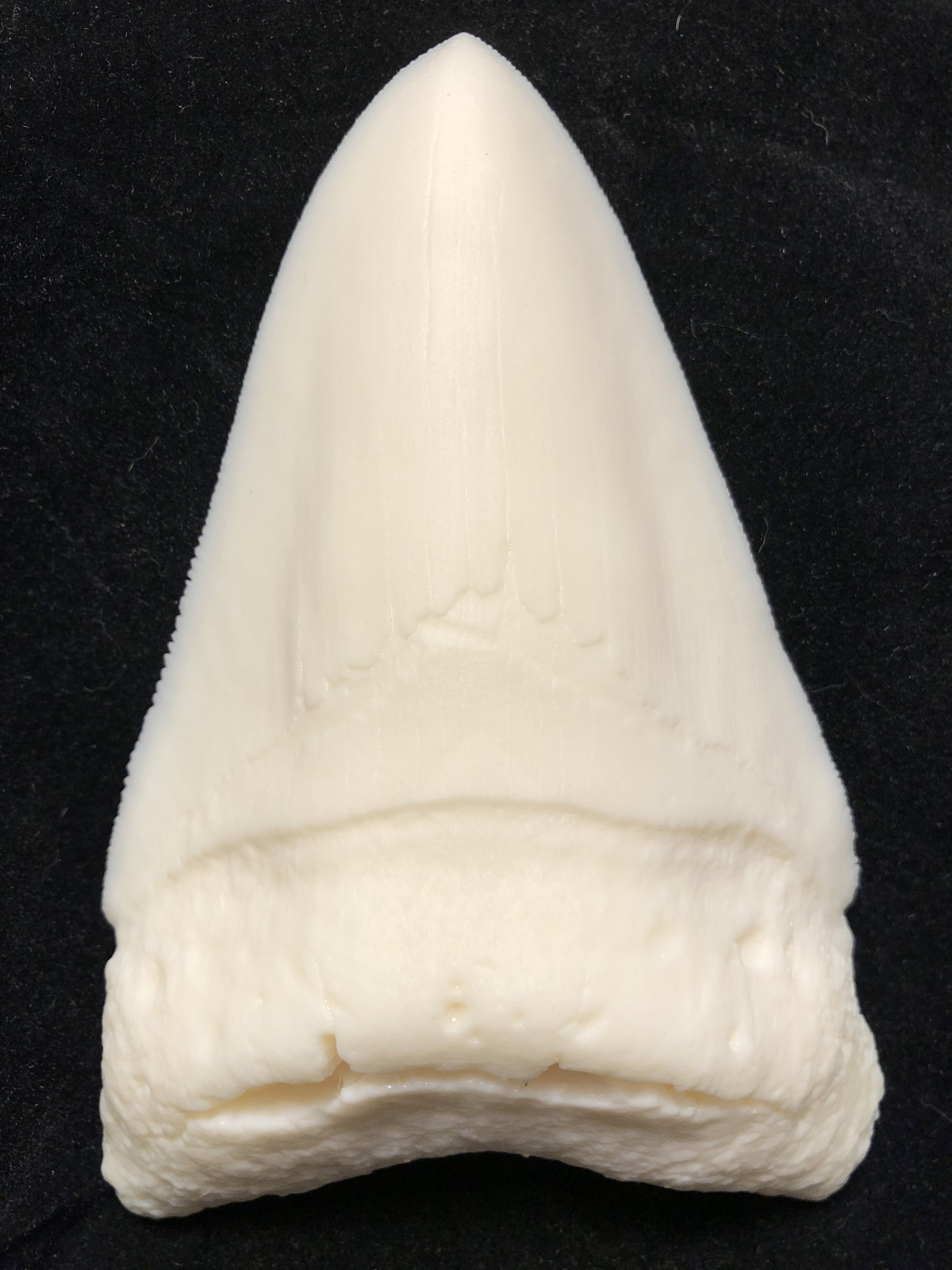 5 1/4 Megalodon Tooth Fossil Replica - Etsy