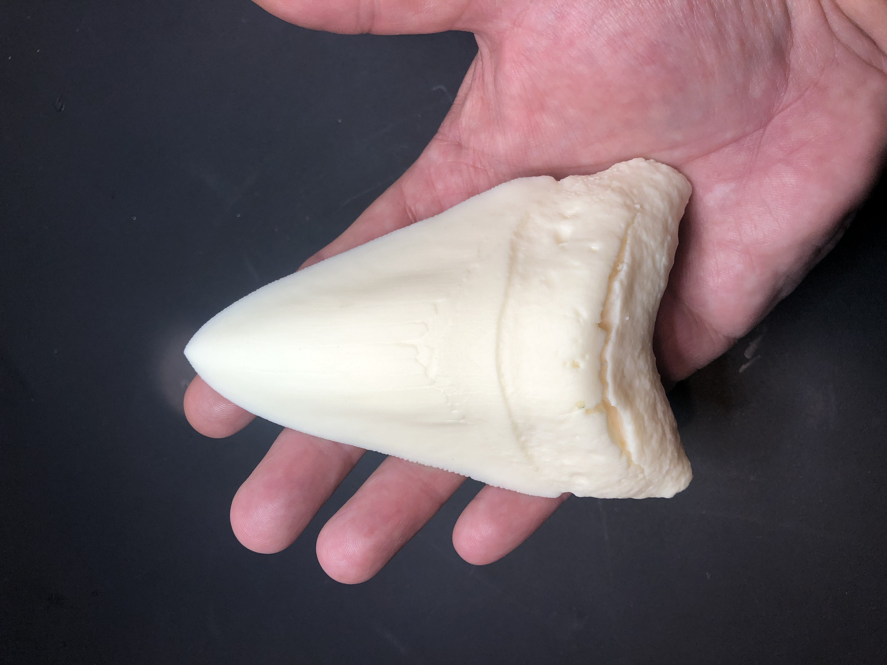 5 1/4 Megalodon Tooth Fossil Replica - Etsy