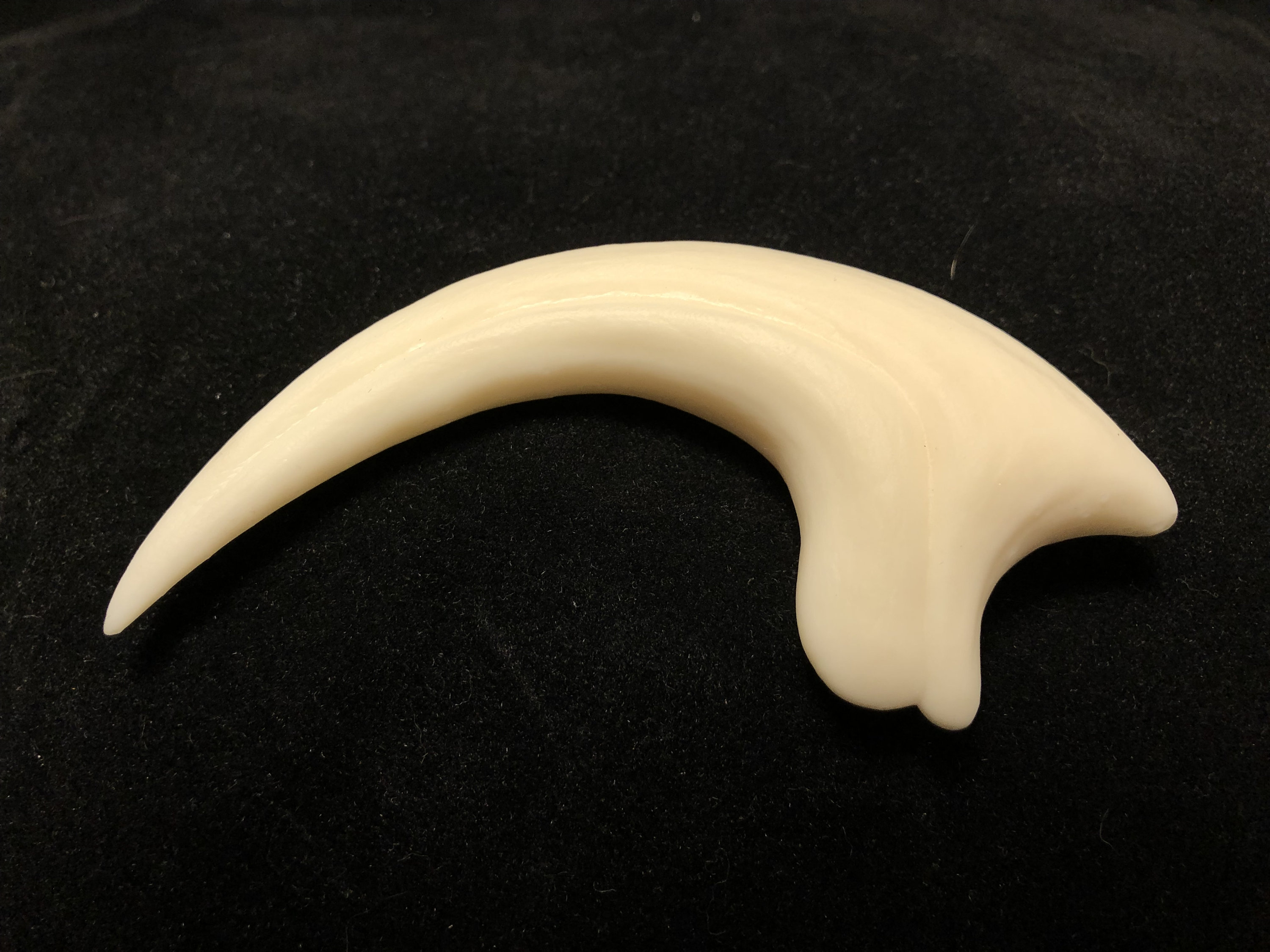 Velociraptor Claw Replica Fossil 3D Printed - Etsy