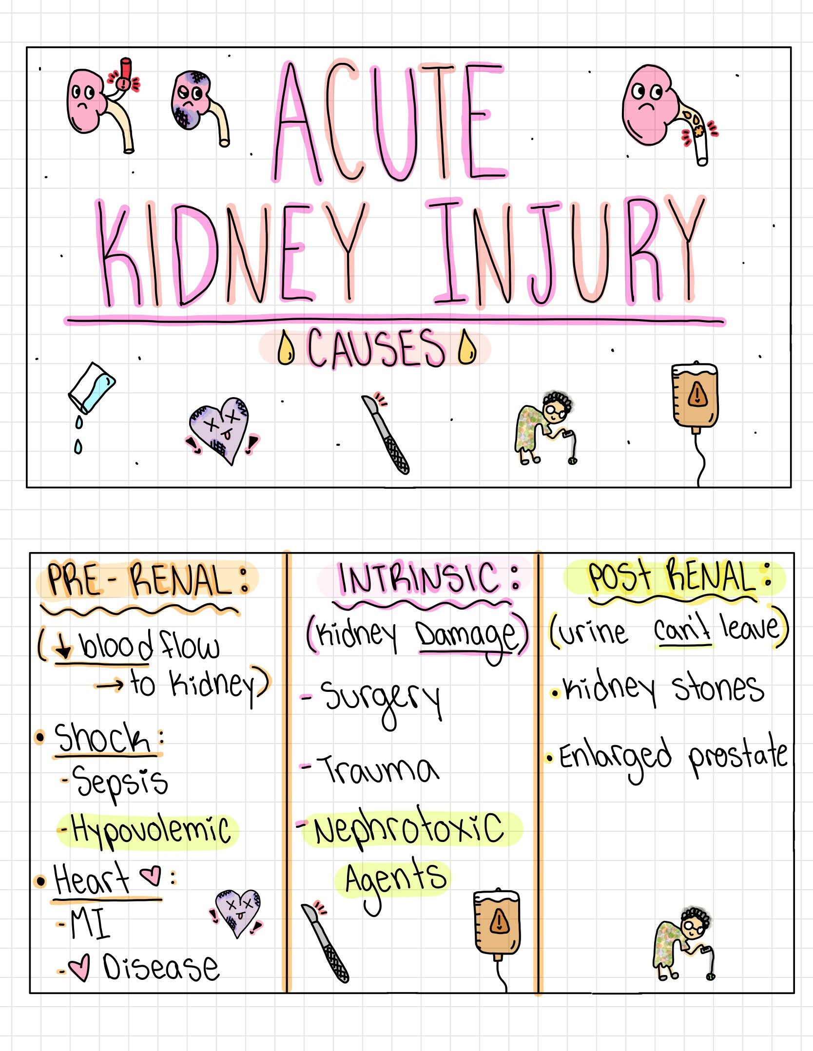 Renal and Blood Transfusion (part 1) -25 Cards - Etsy