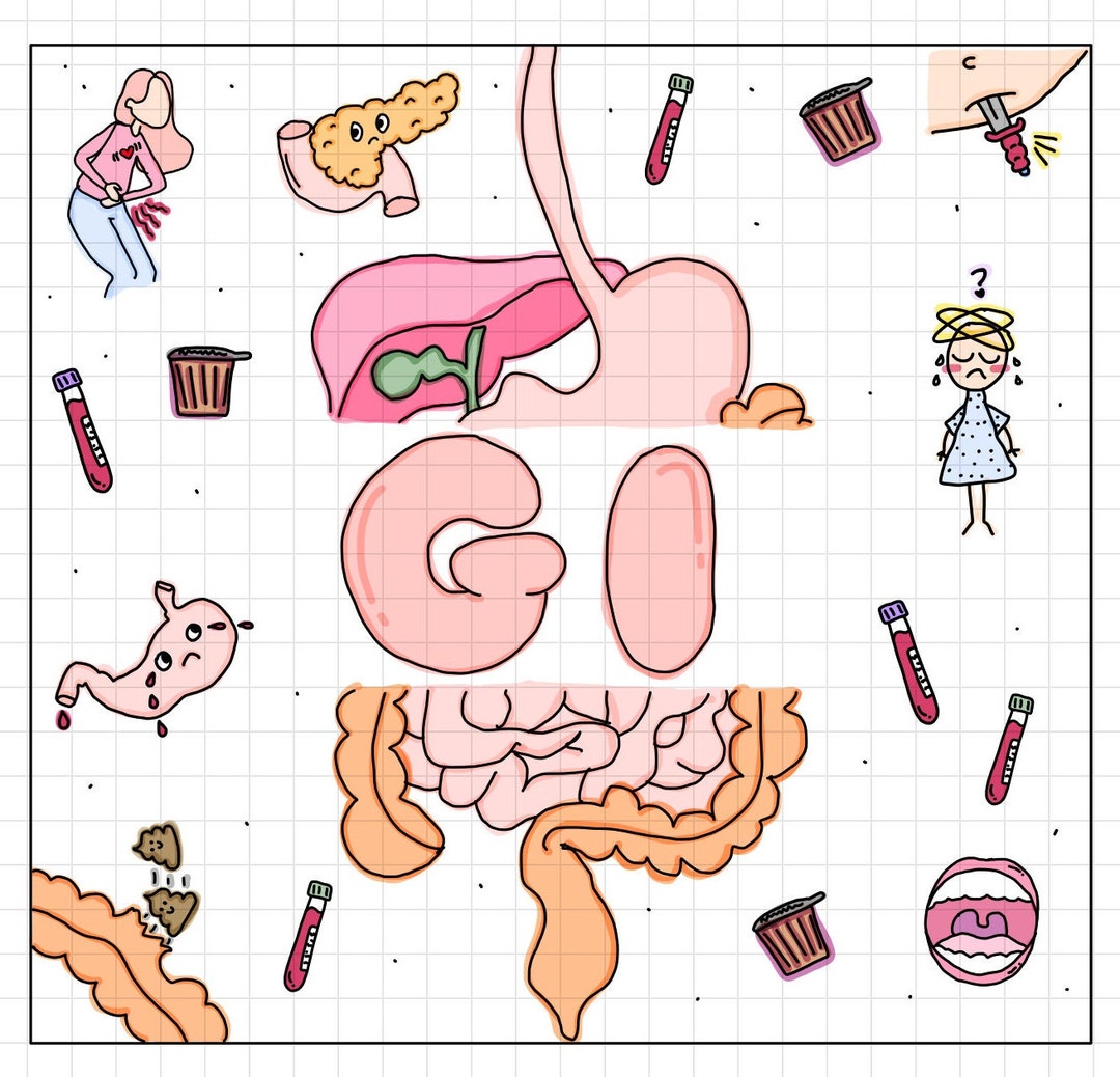 Gastrointestinal Flash Cards (part 1) - 16 Cards - Etsy