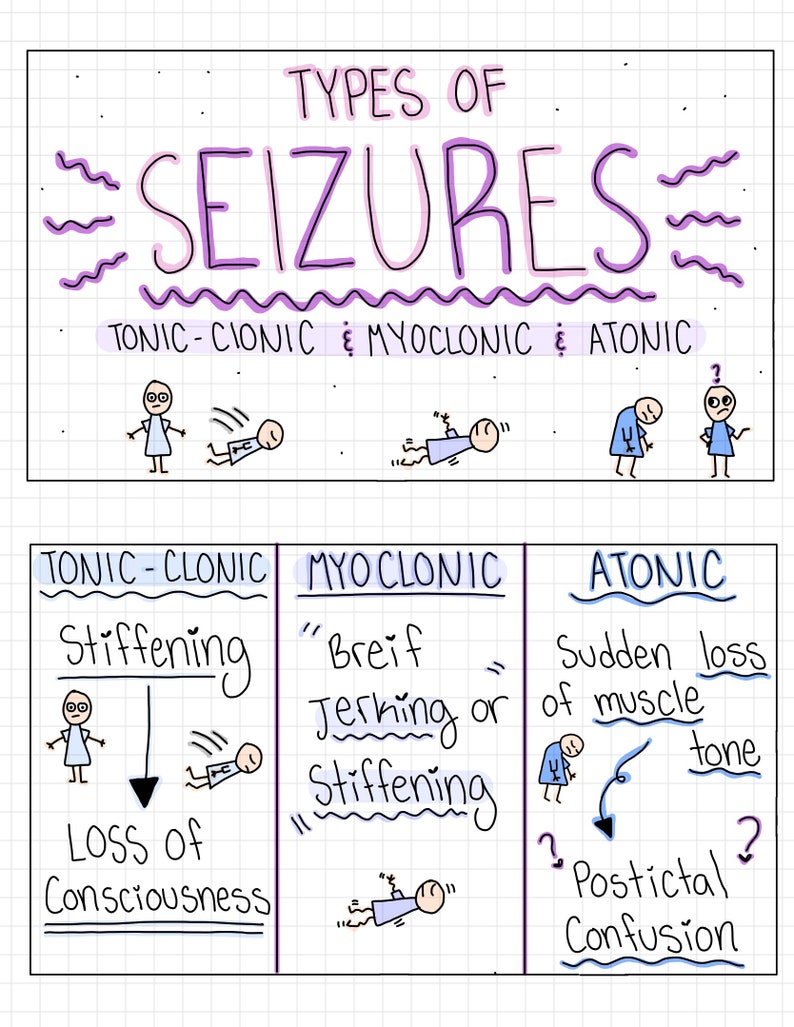 Neuro Flash Cards (part 1)- 18 Cards - Etsy