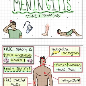 Neuro Flash Cards (part 1)- 18 Cards - Etsy