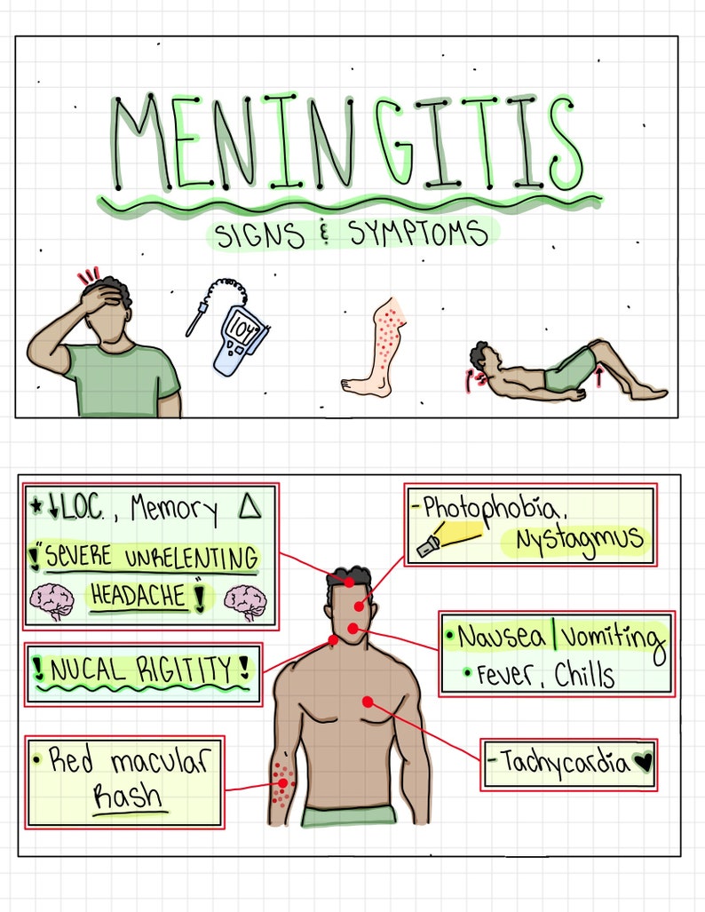 Neuro Flash Cards (part 1)- 18 Cards - Etsy