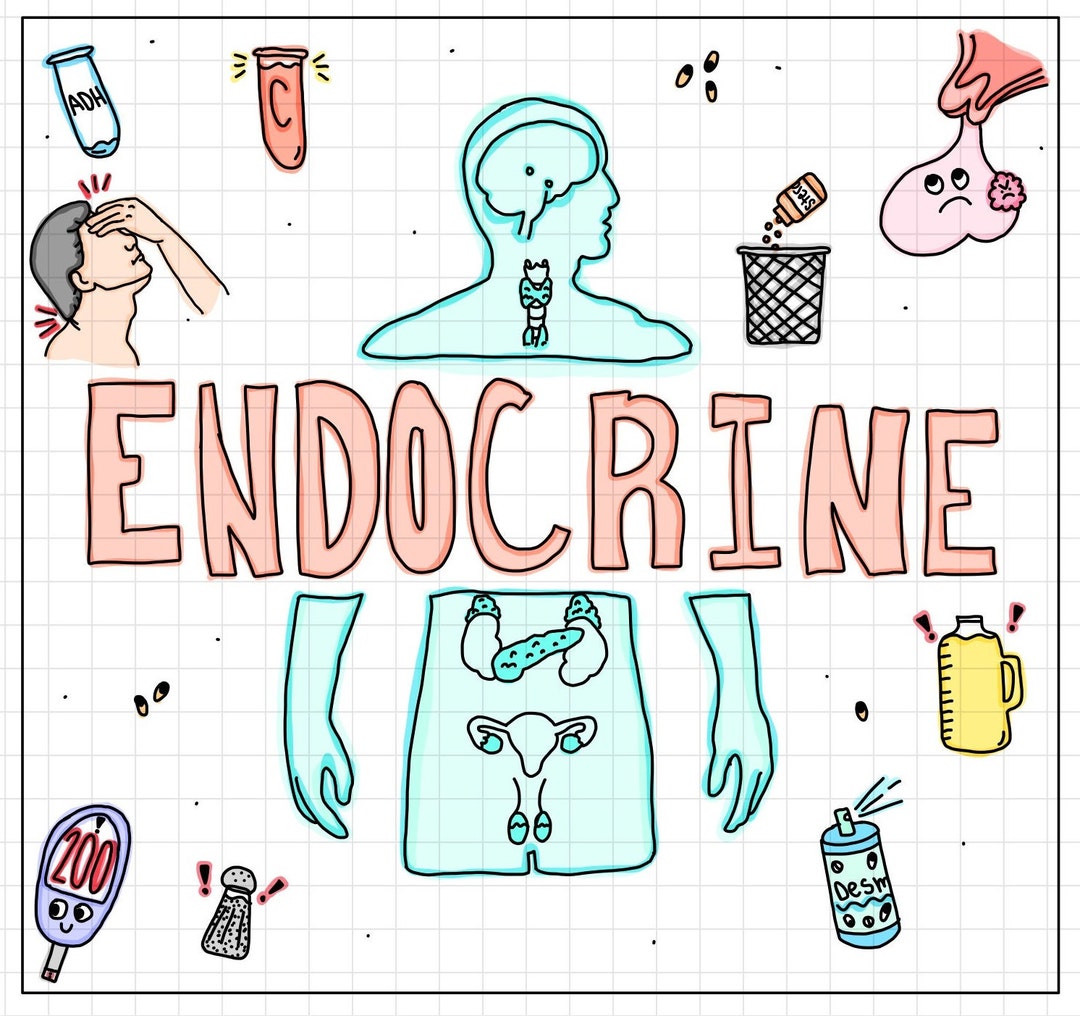 Endocrine System Flash Cards (part 1)- 17 Cards - Etsy