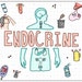 Endocrine System Flash Cards (part 1)- 17 Cards - Etsy