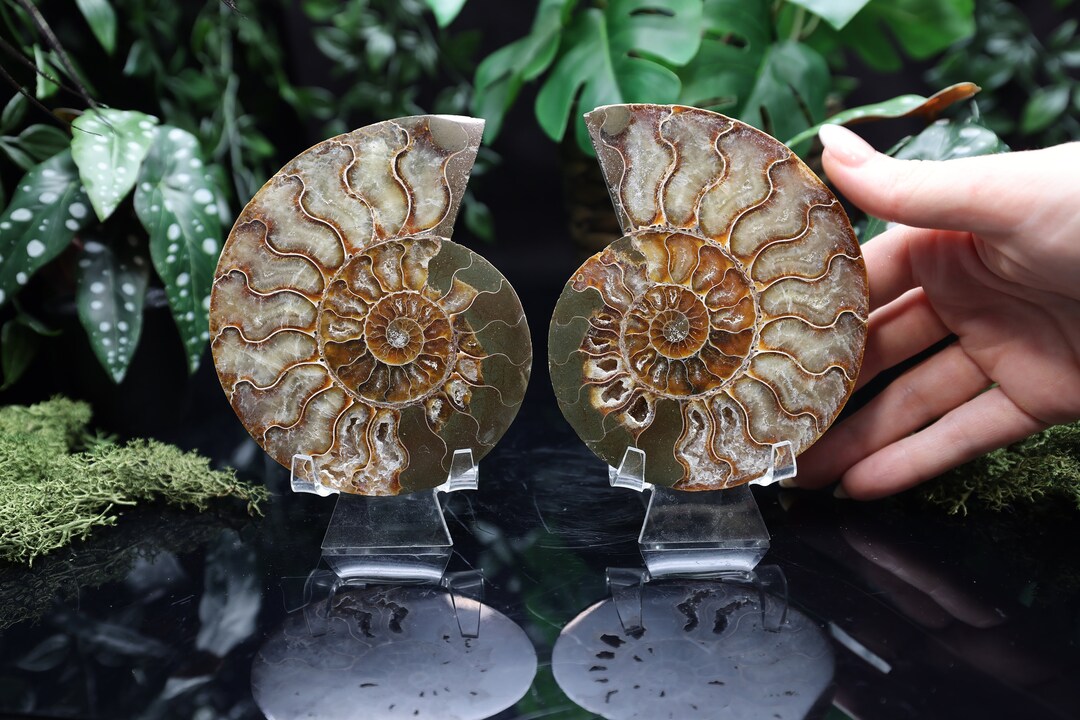 Ammonite Pair, Fossil, A-quality. Open Chamber With Crystalisation ...
