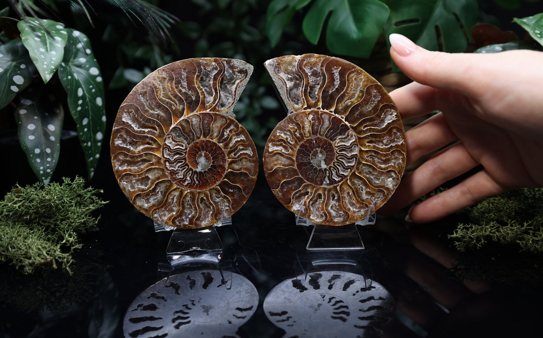 Ammonite Pair, Fossil, A-quality. Open Chambers With Crystalisation ...